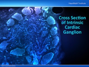Our Heart Brain – Little Brain in the Heart | HeartMath Institute