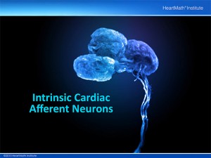Our Heart Brain – Little Brain in the Heart | HeartMath Institute